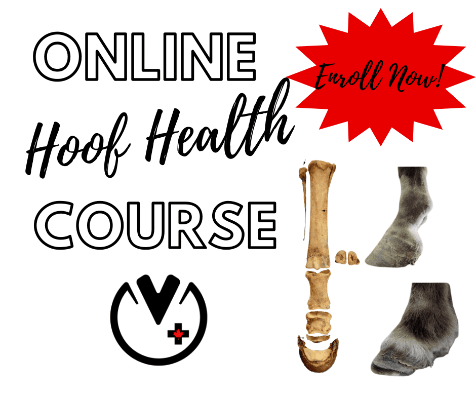 Laminitis & Founder – Hoof Help Canada