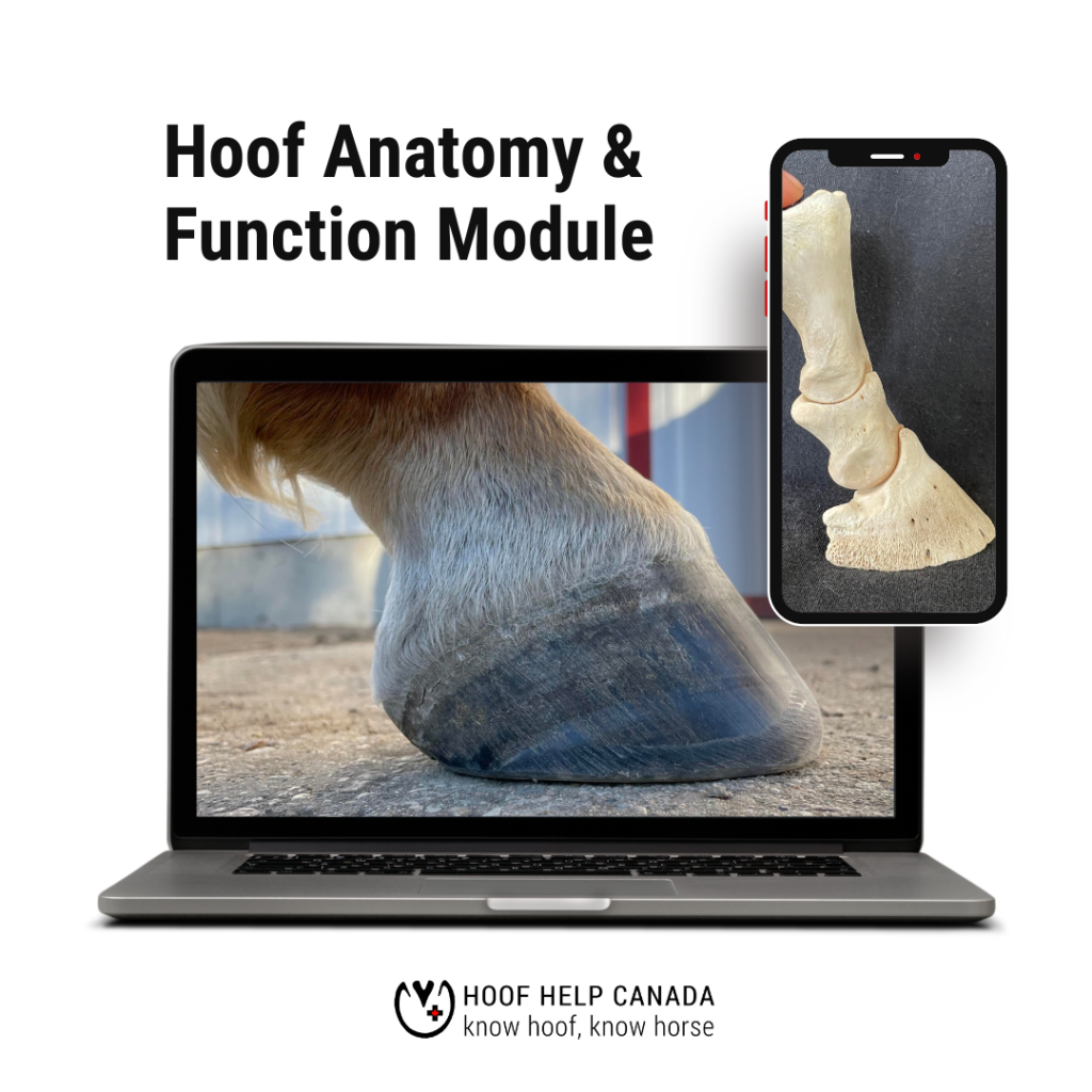 Hoof Anatomy & Function – Hoof Help Canada