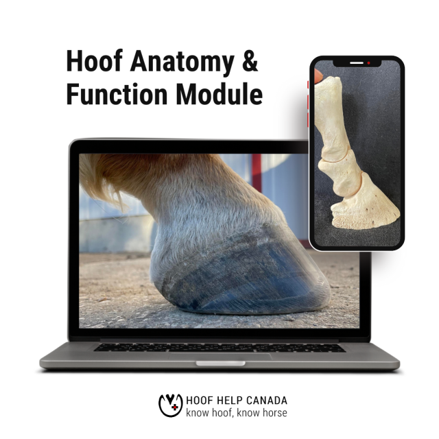 Hoof Anatomy & Function – Hoof Help Canada