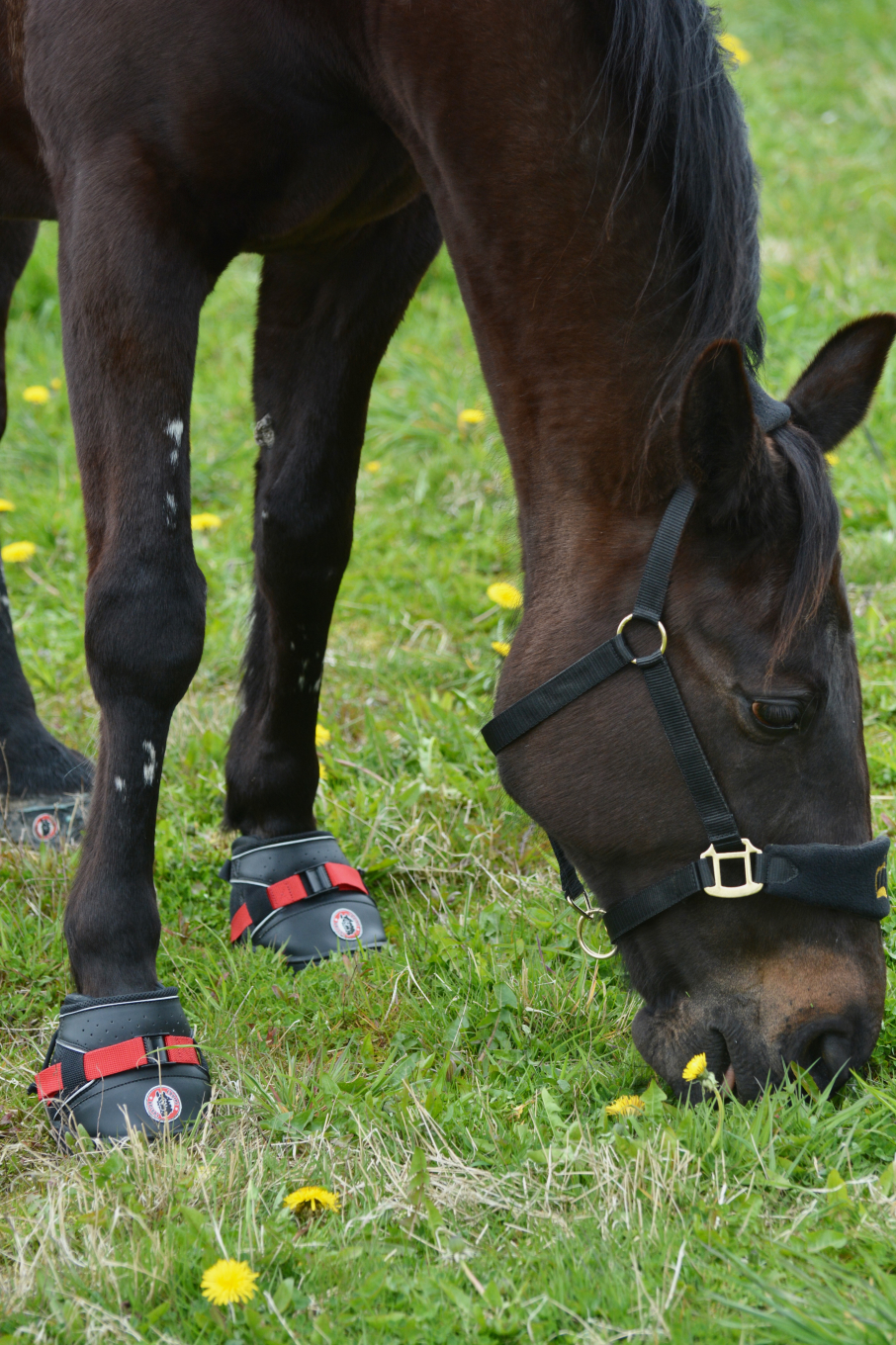 Equine Fusion Ultra Jogging Shoe – Hoof Help Canada